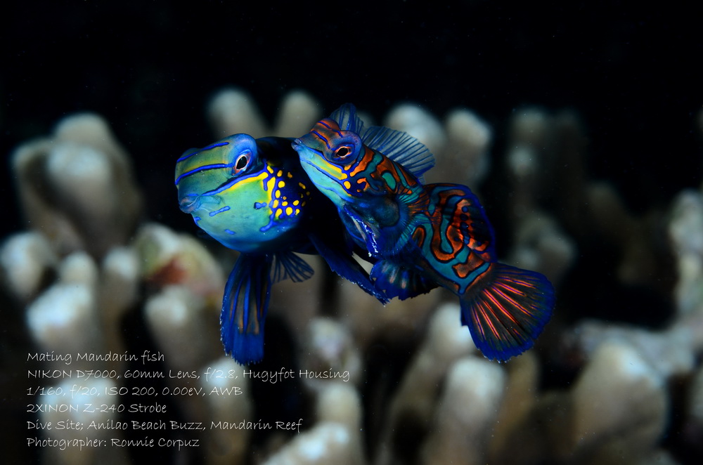 anilao macro, scuba diving in the philippines anilao batangas photo gallery